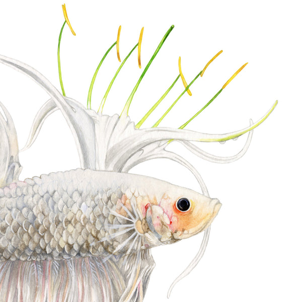 Crowntail Betta with Spider Lily In White – Artisera